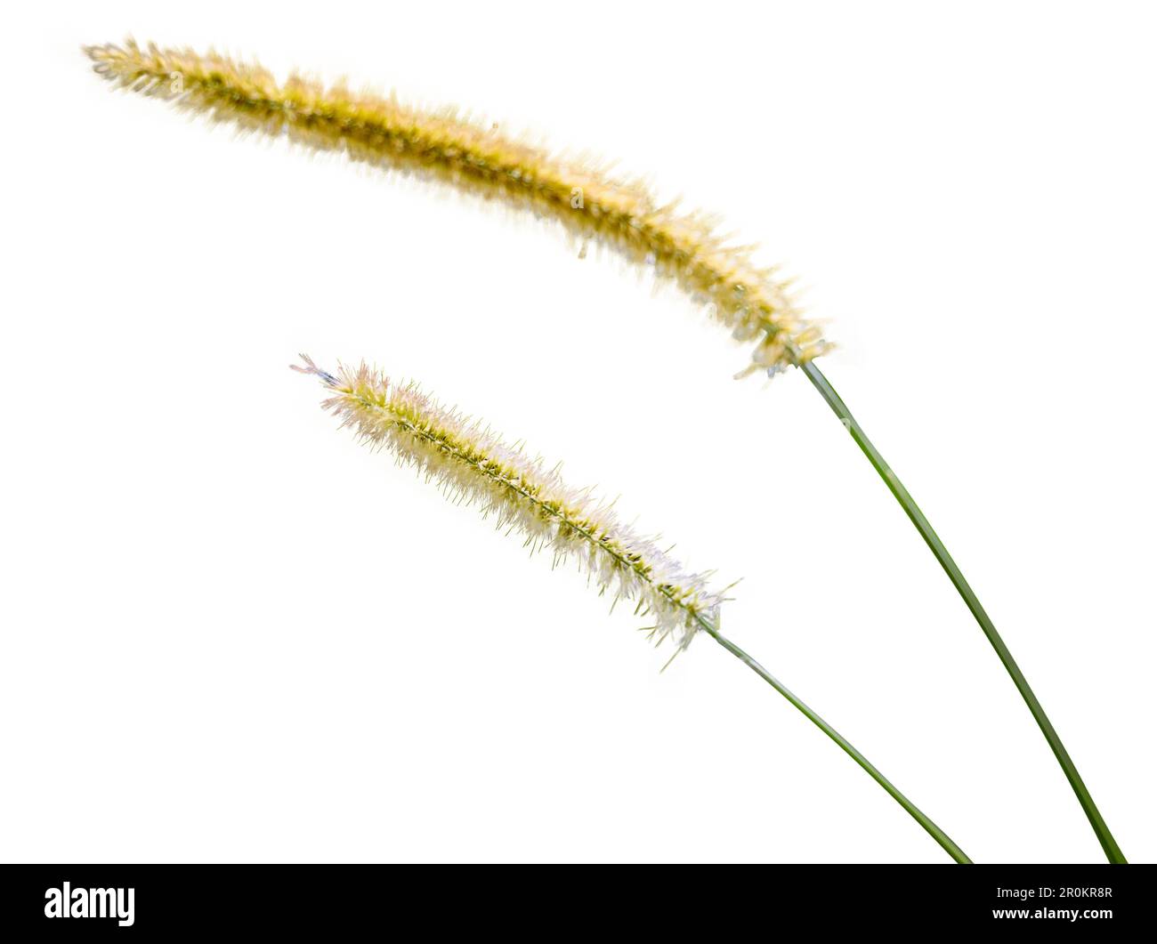 Isolated close-up of a common weed, a green foxtail. Blooming foxtail ...