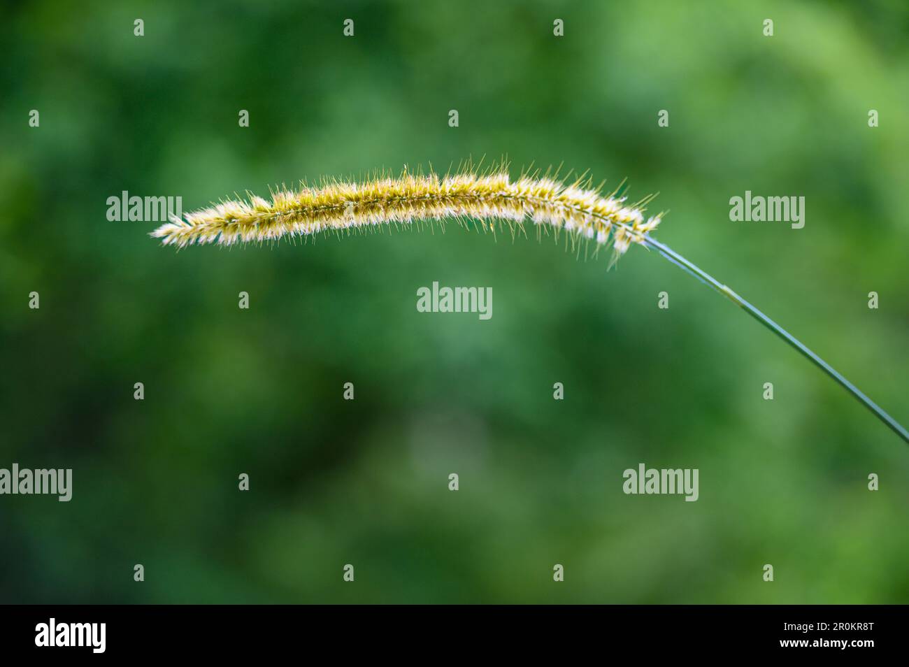 A close-up of a common weed, a green foxtail. Blooming foxtail. Setaria ...