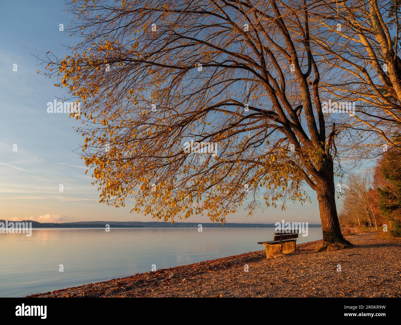A bench under a tree on the eastern shore of lake Starnberg in the ...