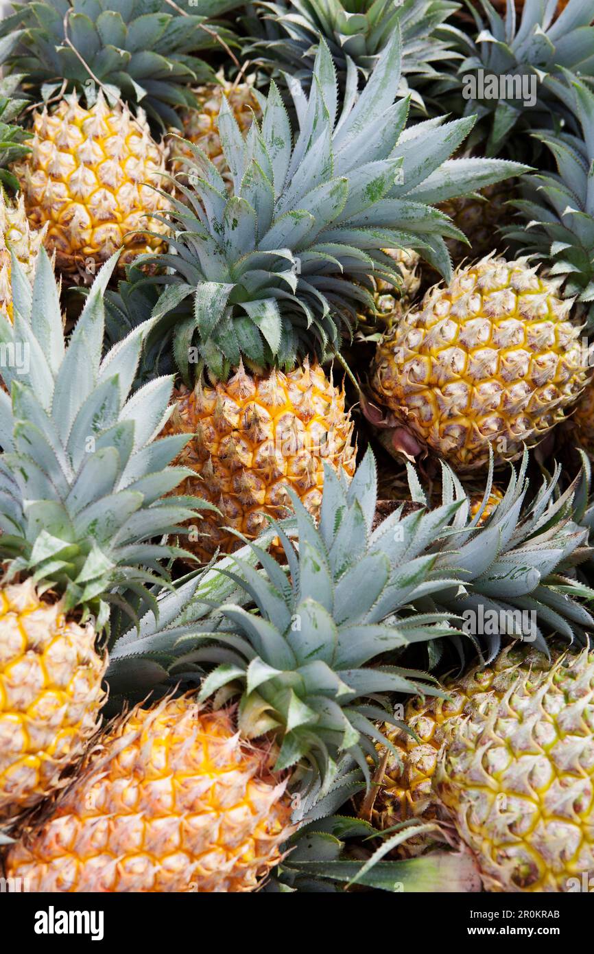 FRENCH POLYNESIA. Raiatea Island. Pineapple harvested at local farm ...