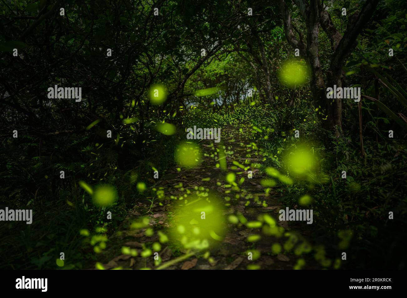 At night, fireflies flitted around the trails in the mountains. Summer ...