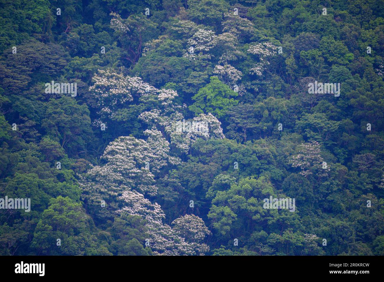 Tung trees sway in the wind. White flowers covered the mountains and ...