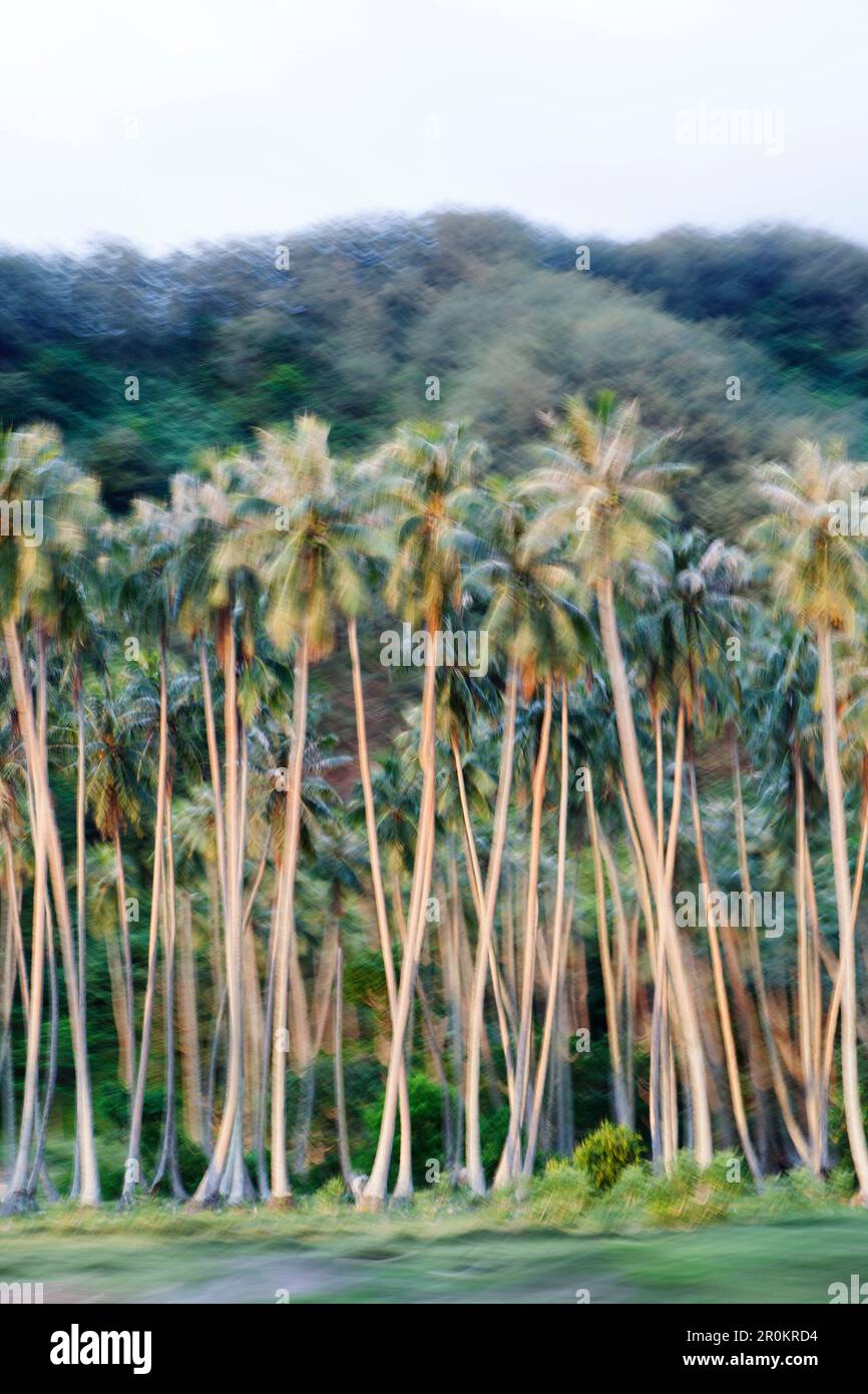 Lots of coconut trees hi-res stock photography and images - Alamy
