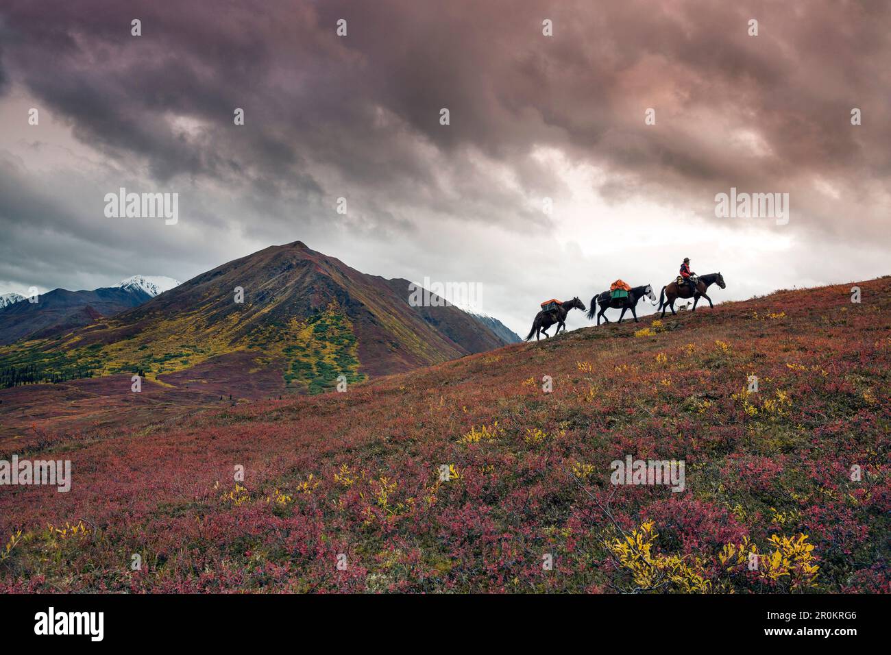 USA, Alaska, Cantwell, Horse Pack trip into the Jack River Valley at ...