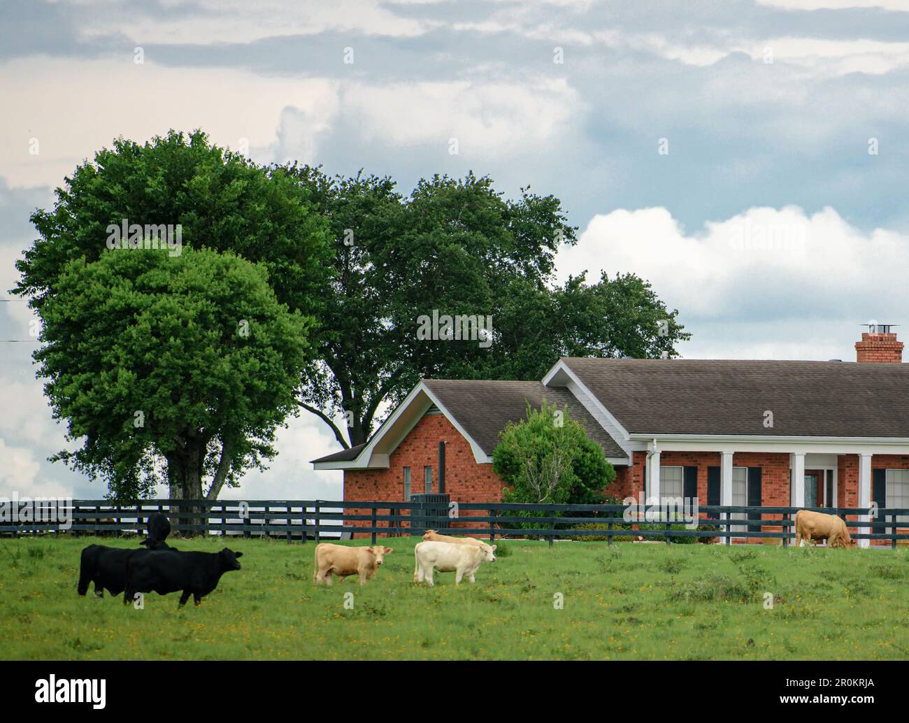 Cattle farm. Modern farm cowshed. Milking cows. Cows eating lucerne hay ...