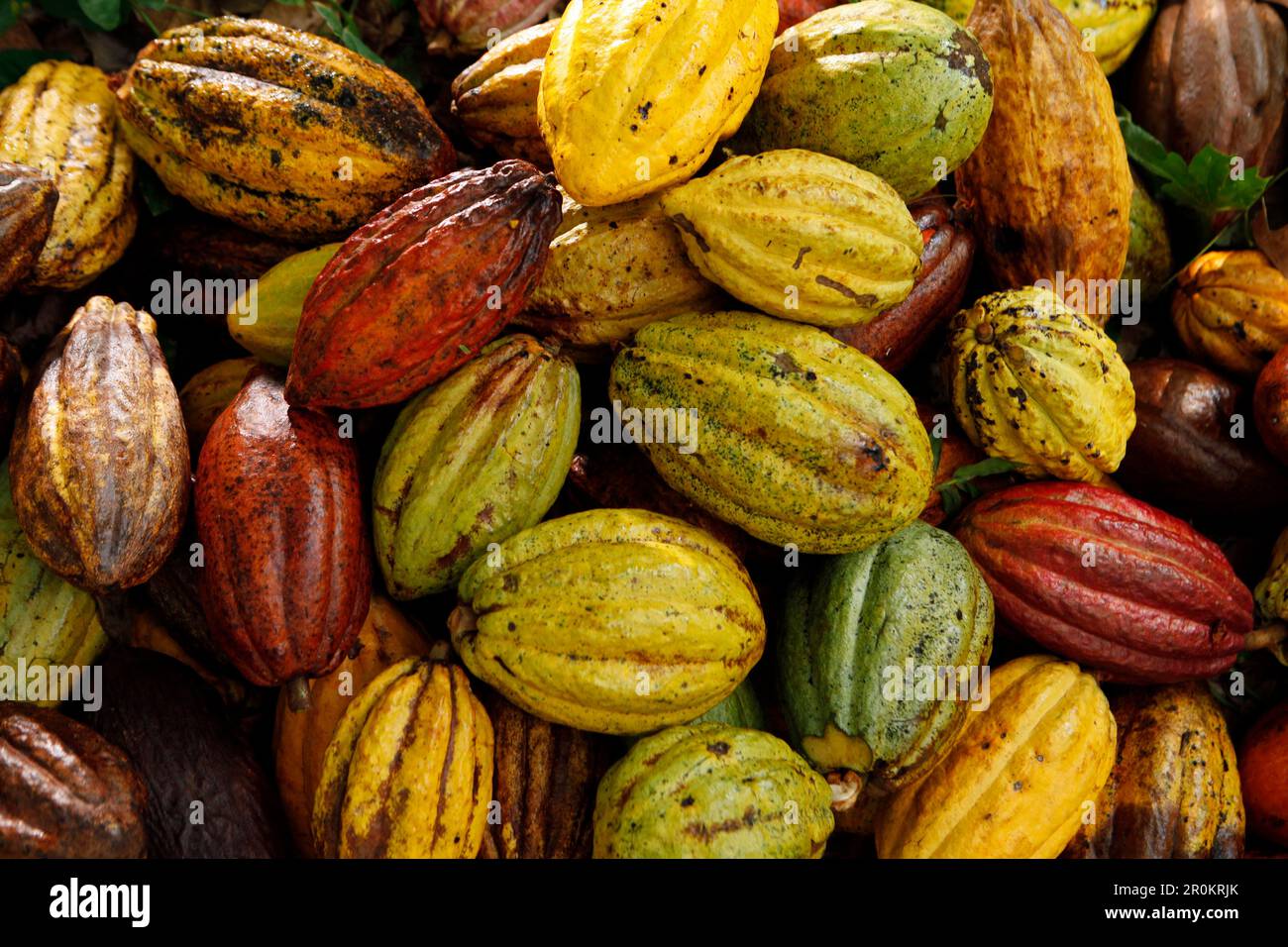 BELIZE, Punta Gorda, Toledo District, a pile of harvested Cacao fruit ...