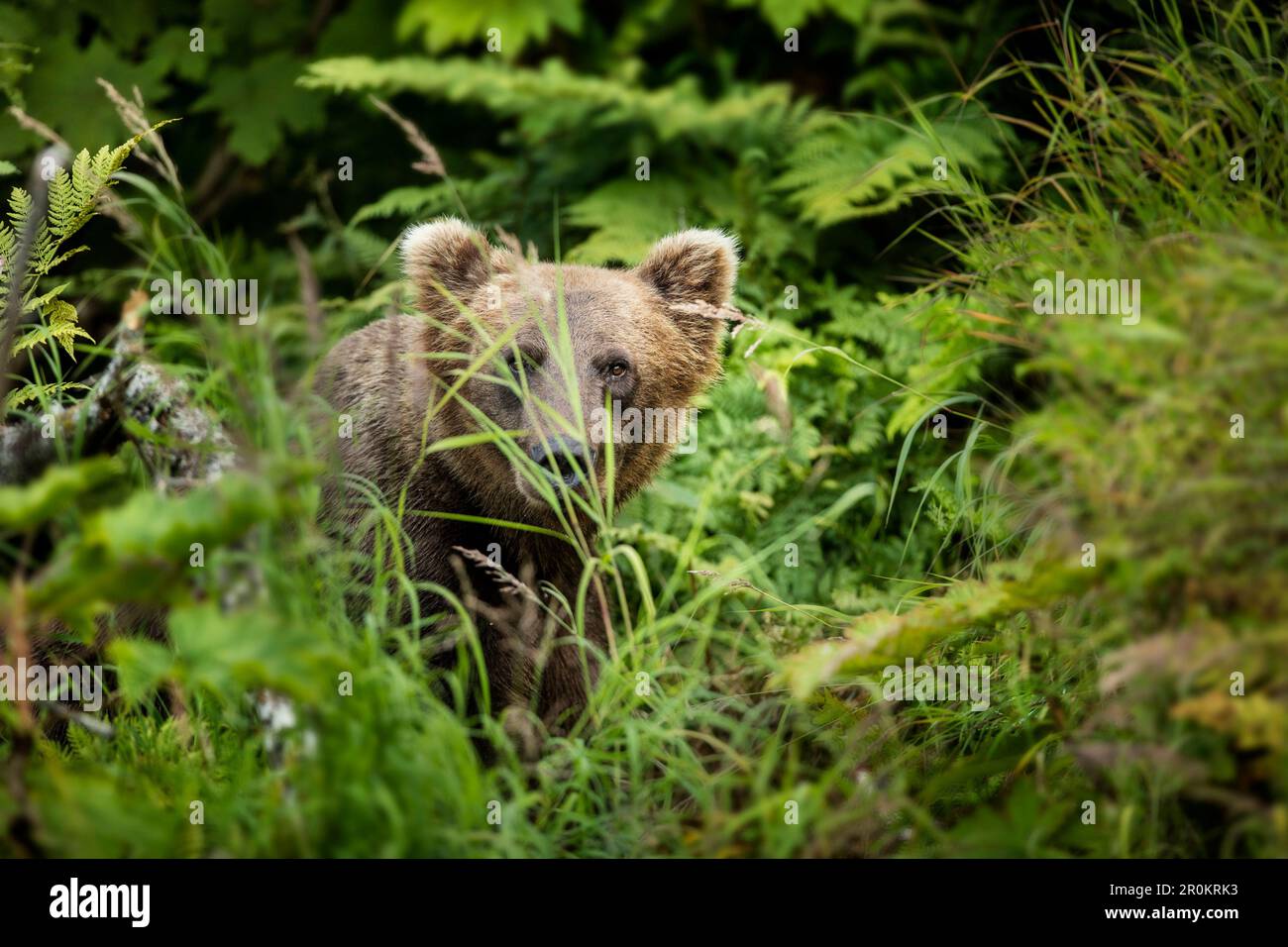 USA, Alaska, Redoubt Bay, Big River Lake, a brown grizzly bear hunting ...