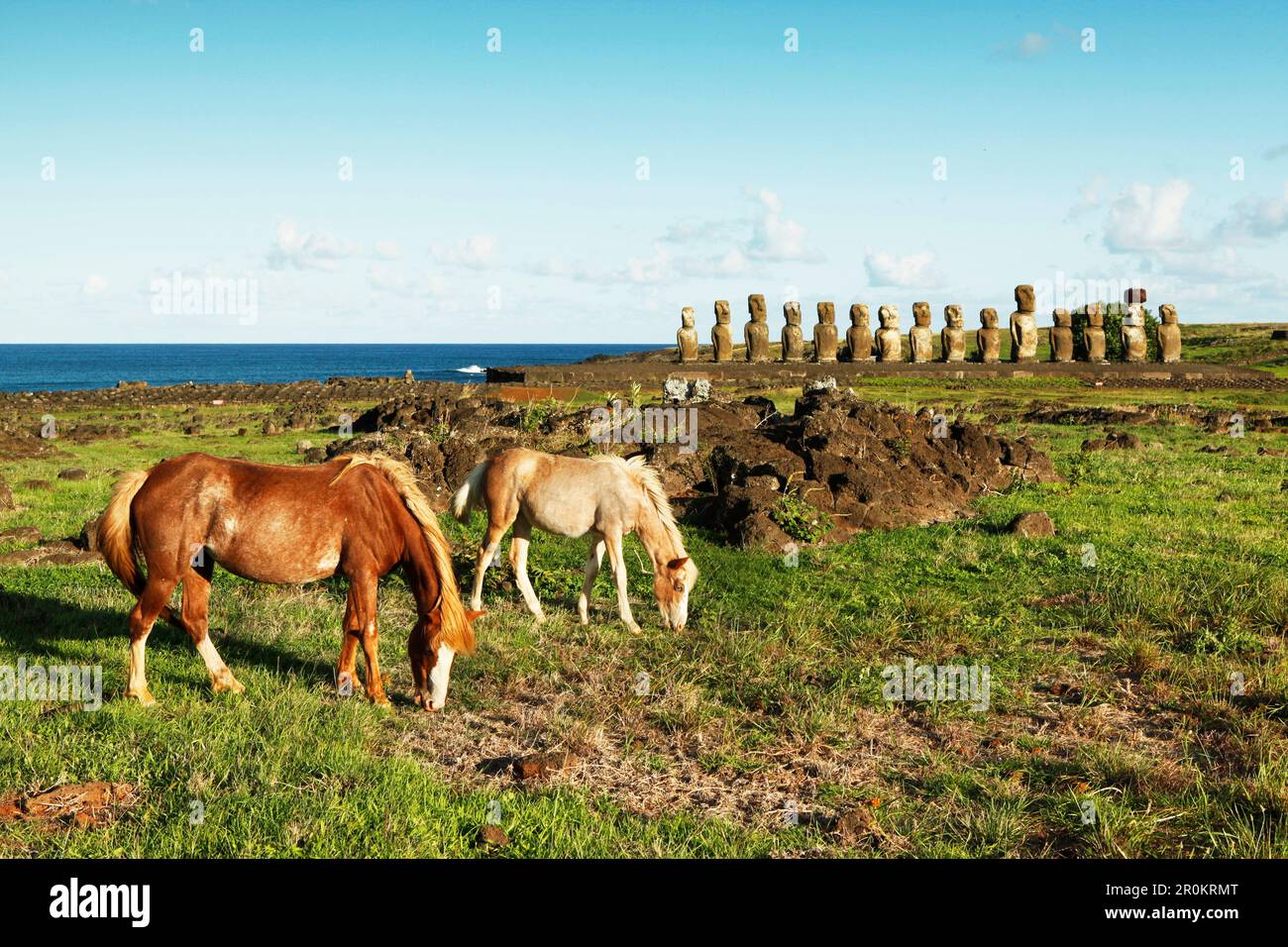 EASTER ISLAND, CHILE, Isla de Pascua, Rapa Nui, horses graze in front ...