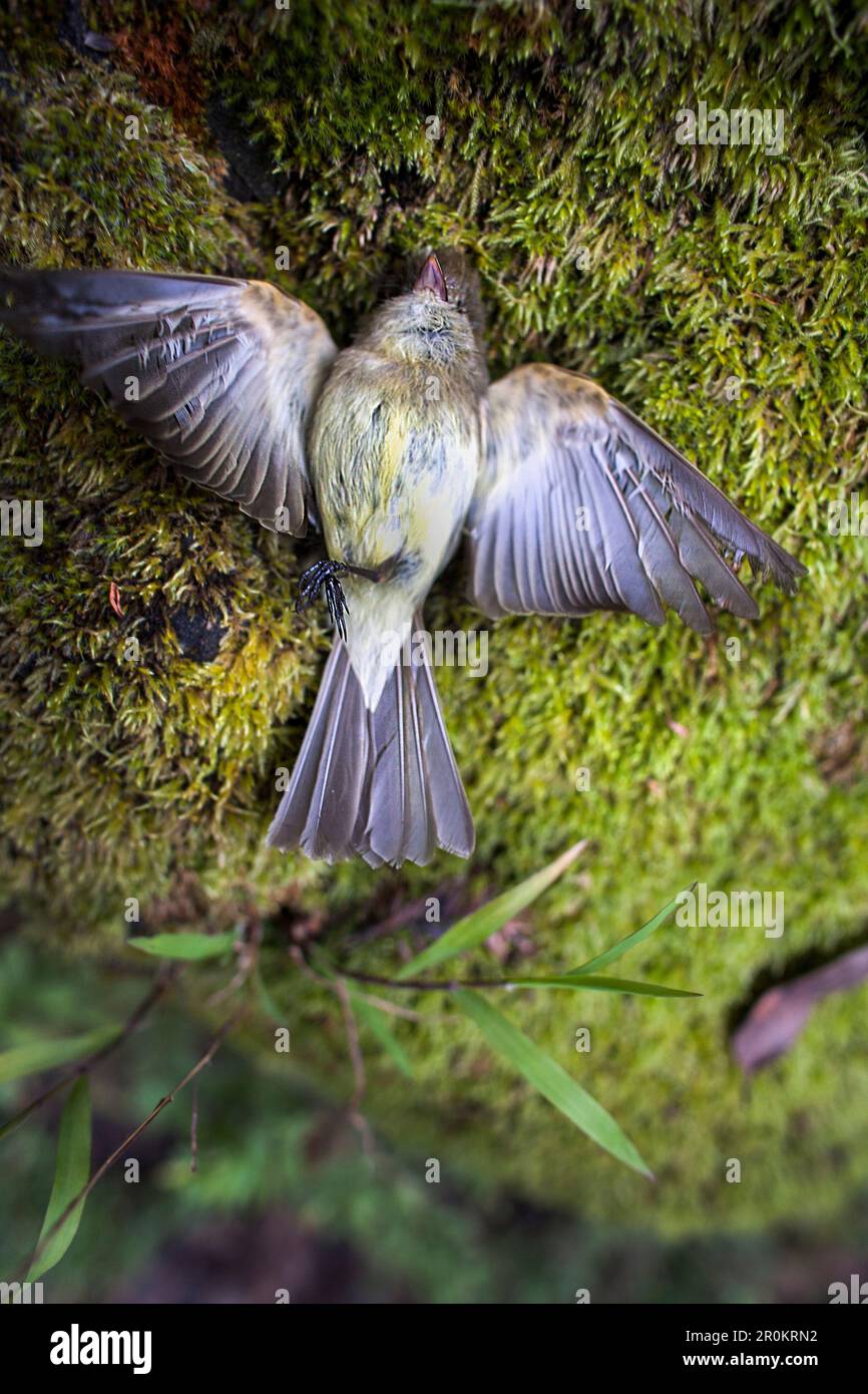 USA, California, Mill Valley, a beautiful dead bird lays atop a patch ...