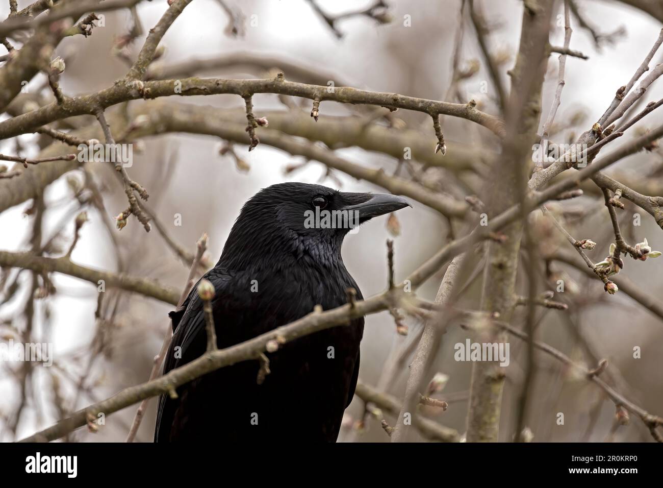 Close up crows head beak hi-res stock photography and images - Alamy