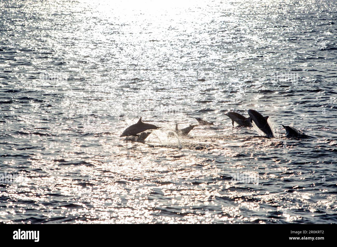 GALAPAGOS ISLANDS, ECUADOR, dolphins seen jumping out of the water ...