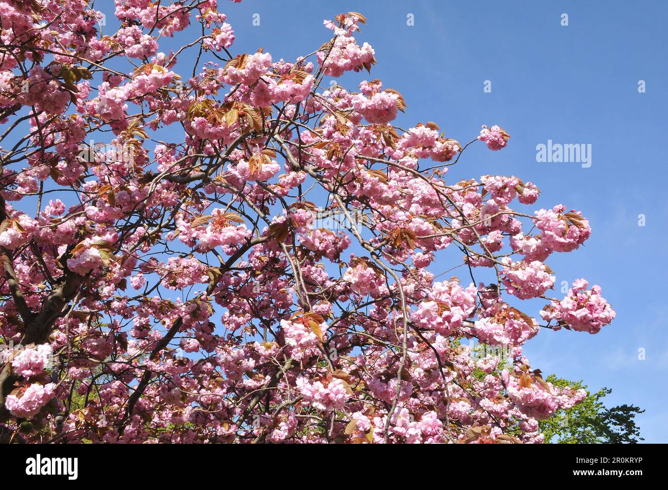 Copenhagen /Denmark/09 May 2023/ Cherry blossom flowers in danis ...
