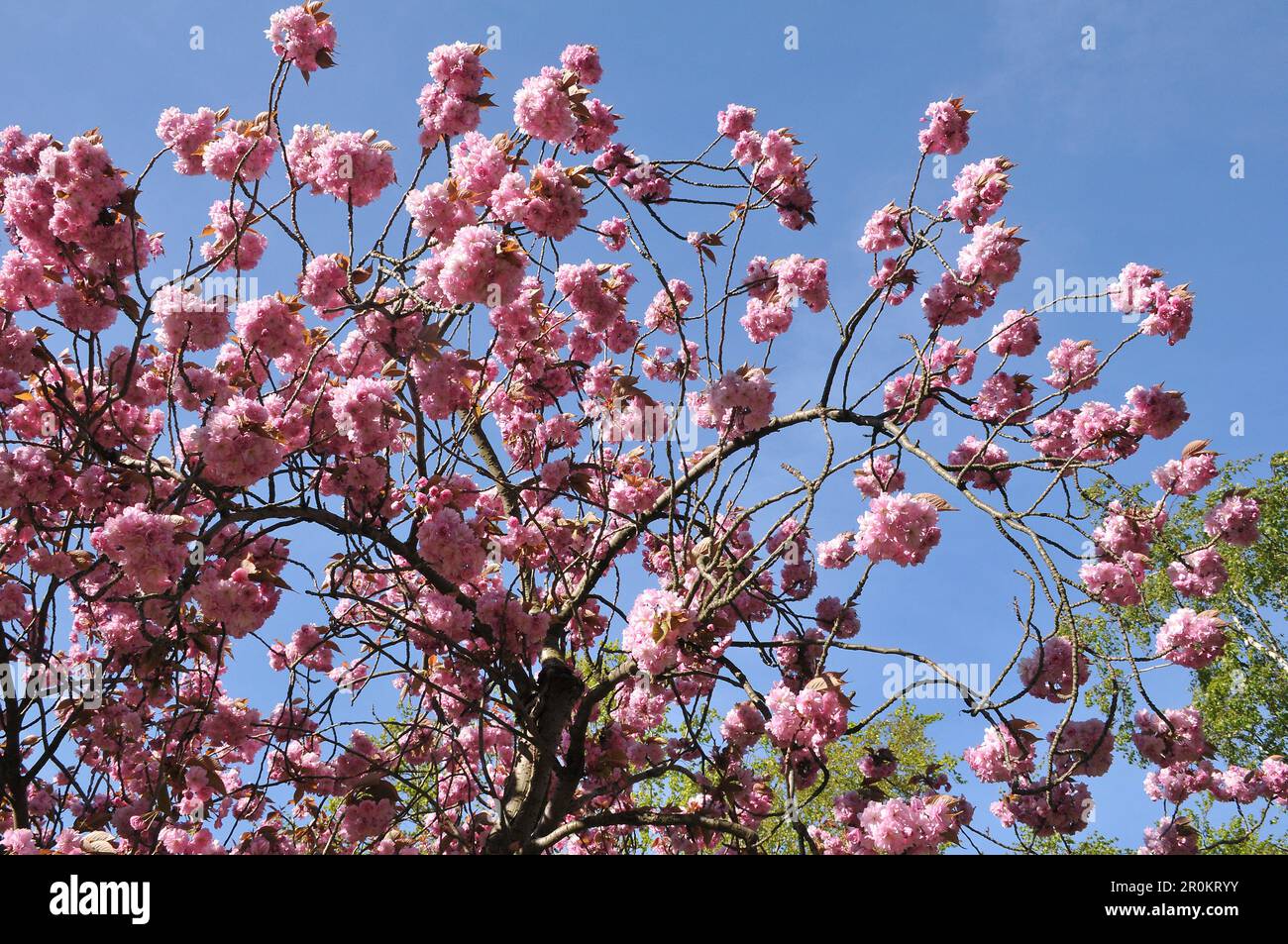 Copenhagen /Denmark/09 May 2023/ Cherry blossom flowers in danis ...