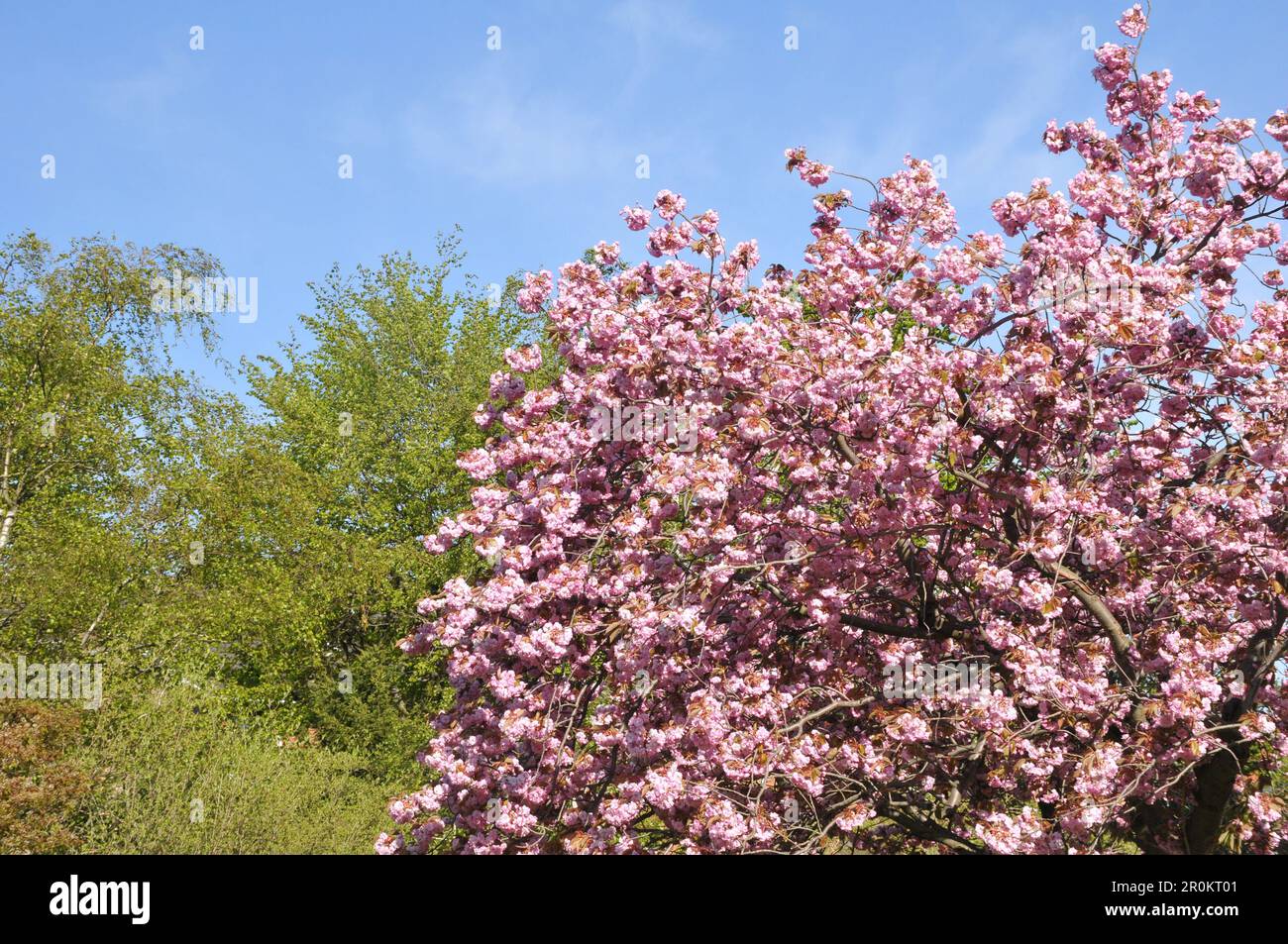 Copenhagen /Denmark/09 May 2023/ Cherry blossom flowers in danis ...
