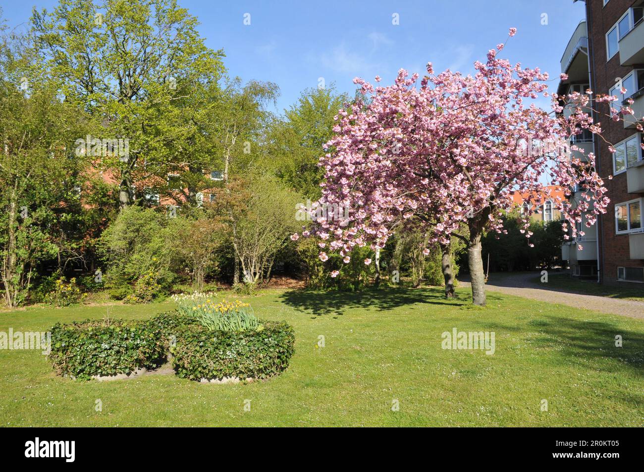 Copenhagen /Denmark/09 May 2023/ Cherry blossom flowers in danis ...
