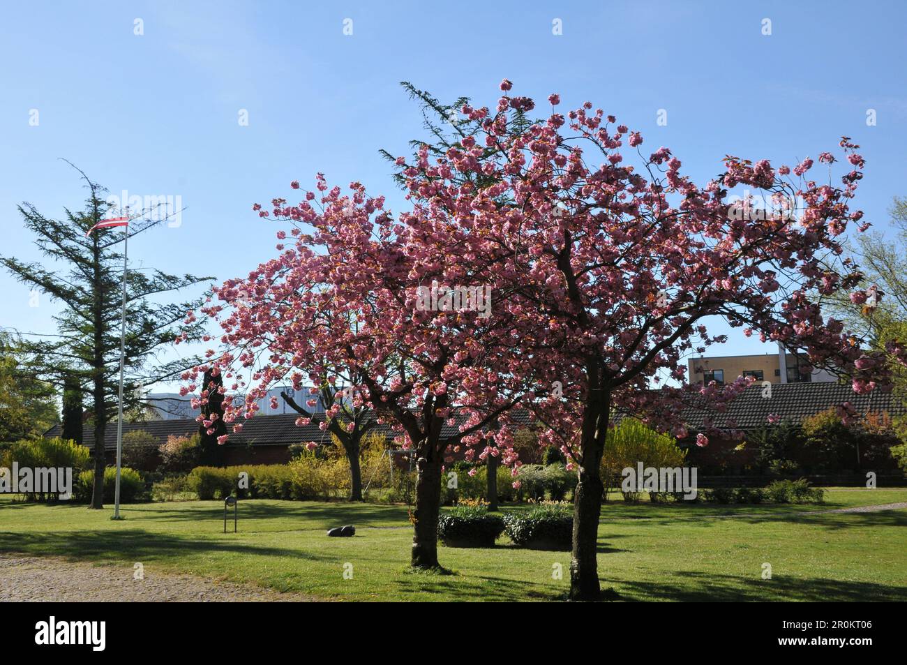 Copenhagen /Denmark/09 May 2023/ Cherry blossom flowers in danis ...