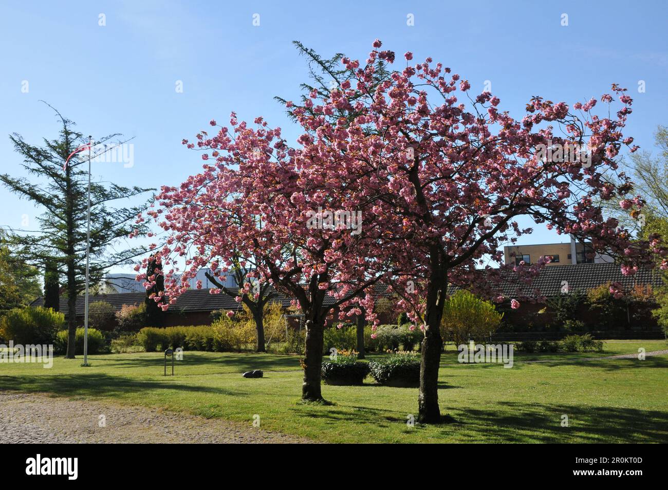 Copenhagen /Denmark/09 May 2023/ Cherry blossom flowers in danis ...