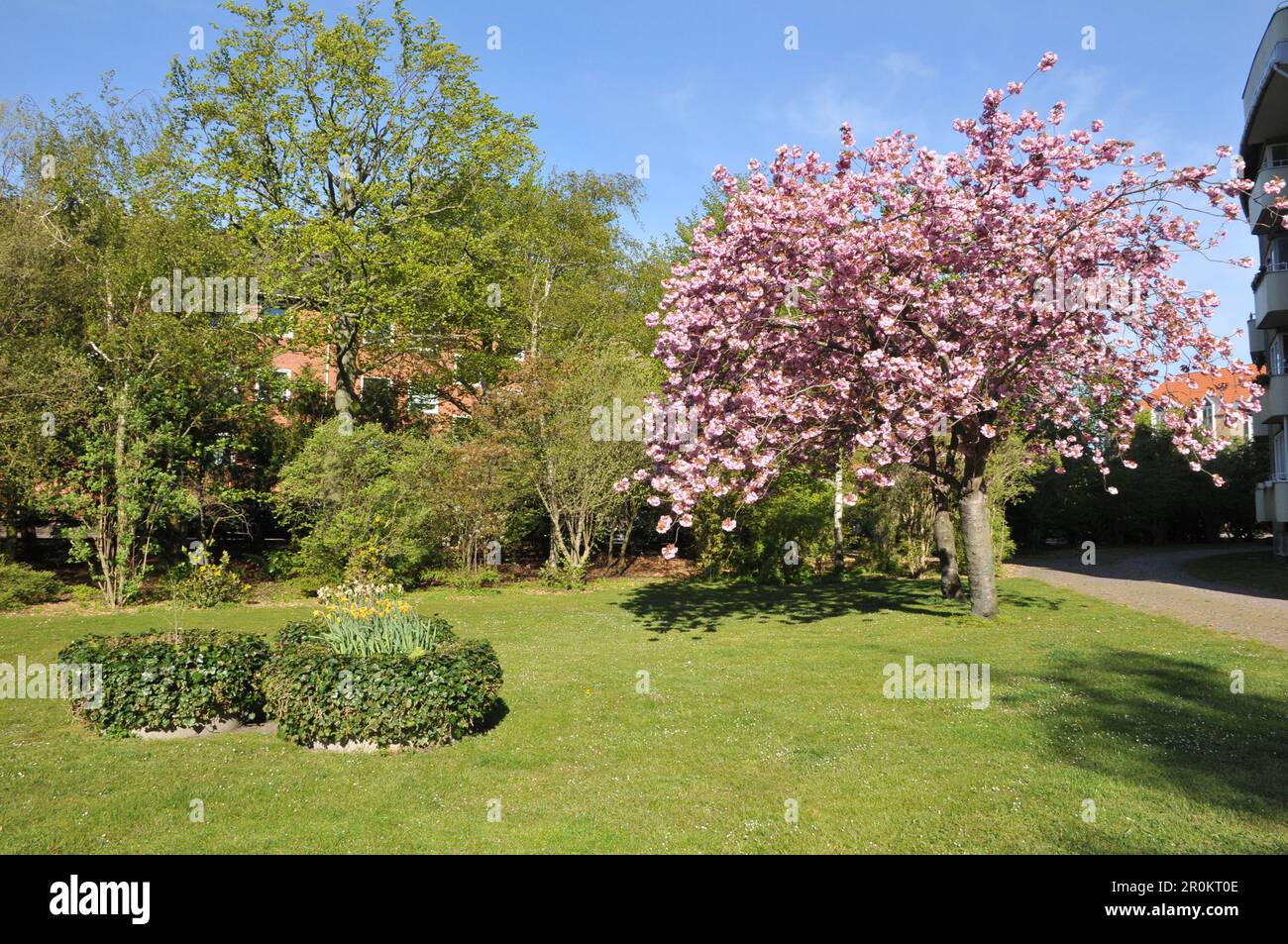 Copenhagen /Denmark/09 May 2023/ Cherry blossom flowers in danis ...