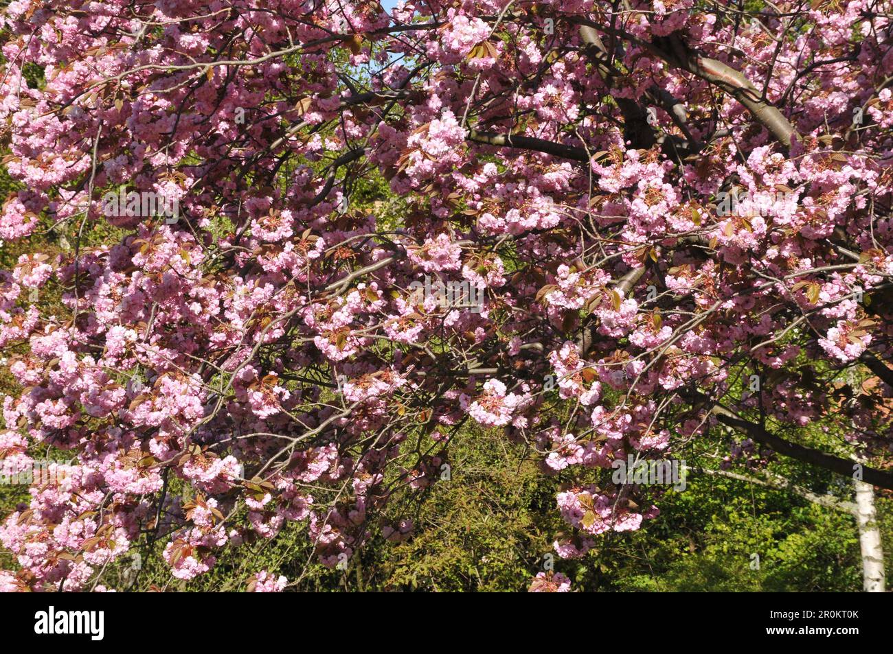 Copenhagen /Denmark/09 May 2023/ Cherry blossom flowers in danis ...