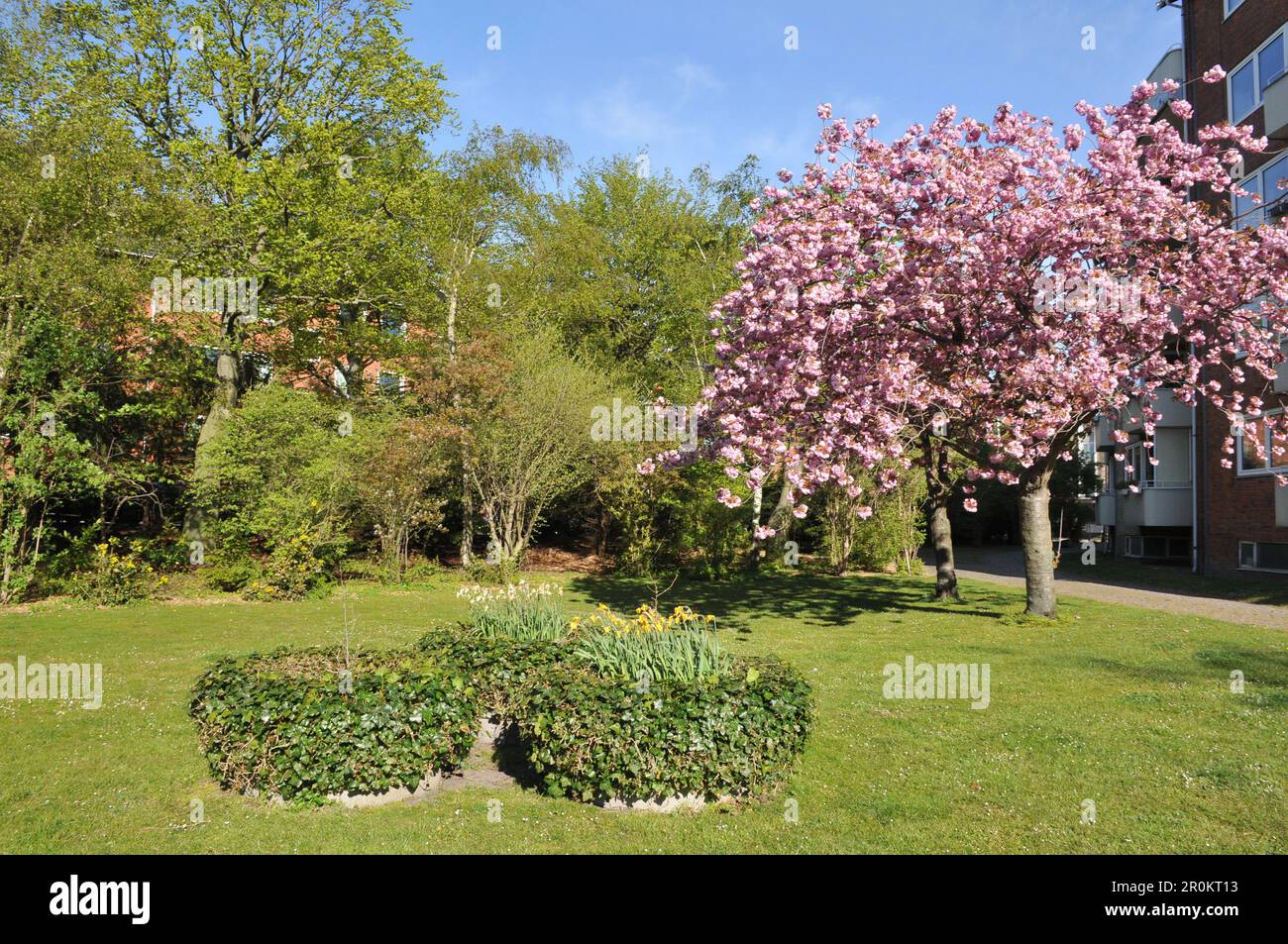 Copenhagen /Denmark/09 May 2023/ Cherry blossom flowers in danis ...