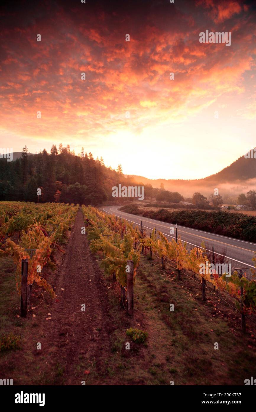 USA, Oregon, Medford, Woolridge Creek Winery is located in the heart of ...