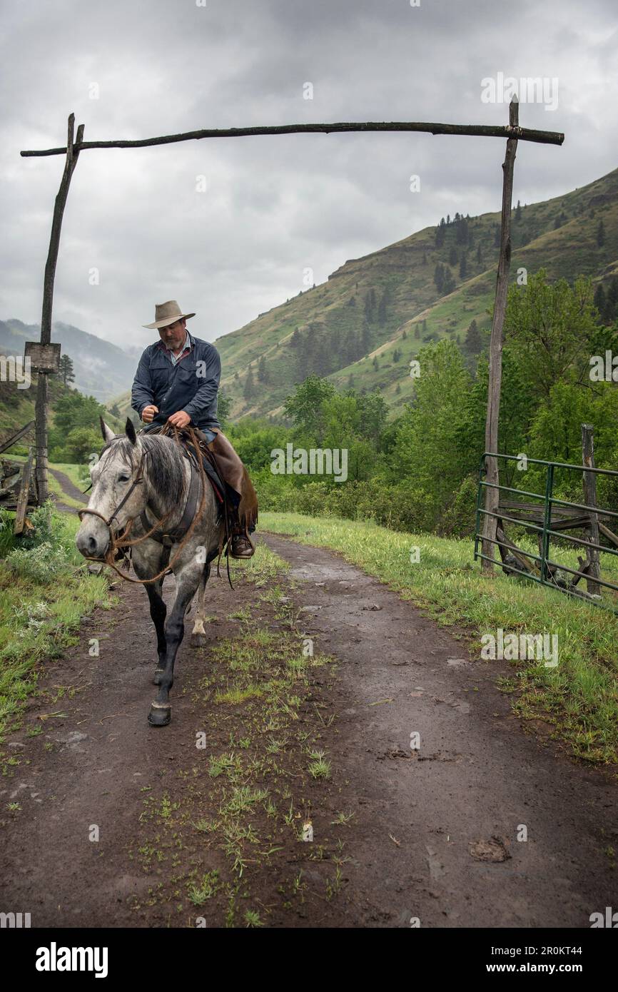 USA, Oregon, Joseph, Cowboy Todd Nash rides though the canyon towards ...