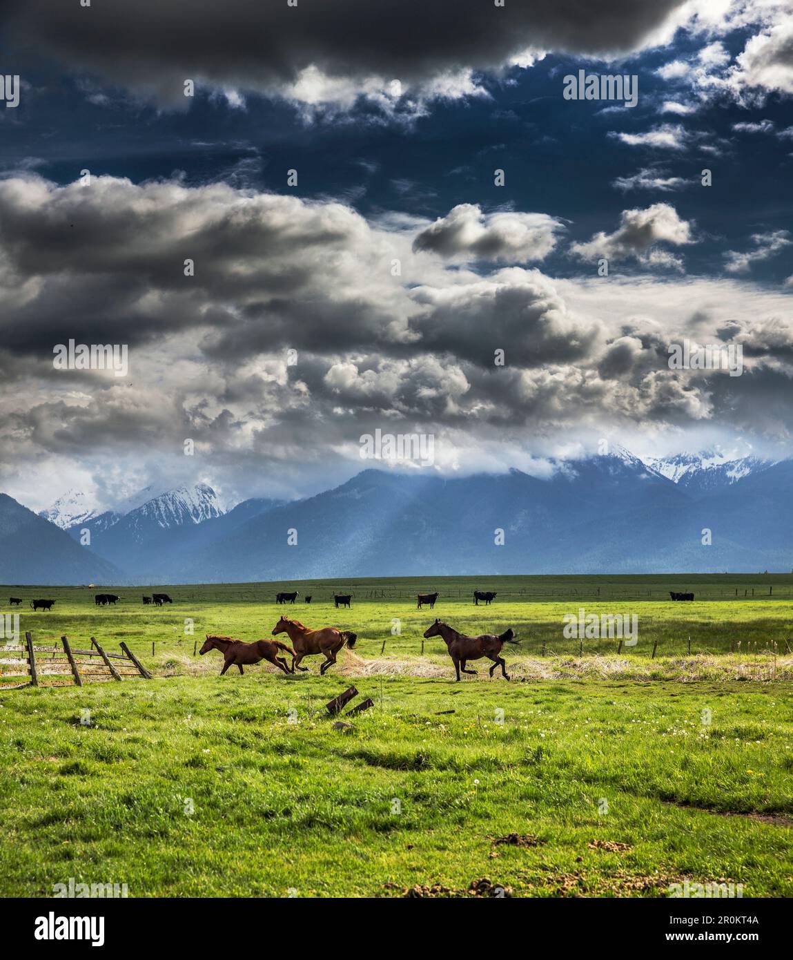USA, Oregon, Enterprise, horses dry off after the rain stops, the Snyer ...