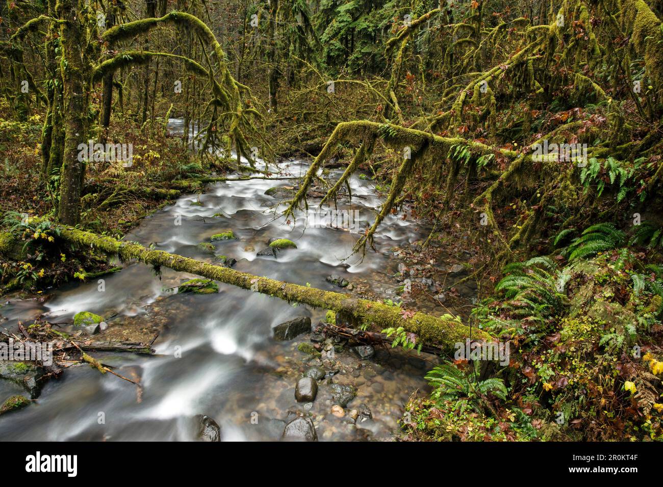 USA, Oregon, Santiam Pass, The Santiam River which is a tributary of ...