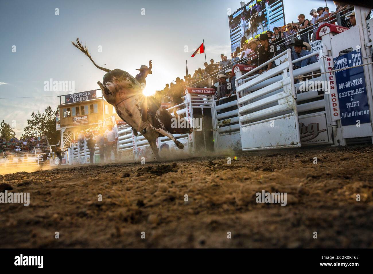 USA, Oregon, Sisters, Sisters Rodeo, cowboys ride a 2,000 pound bull ...