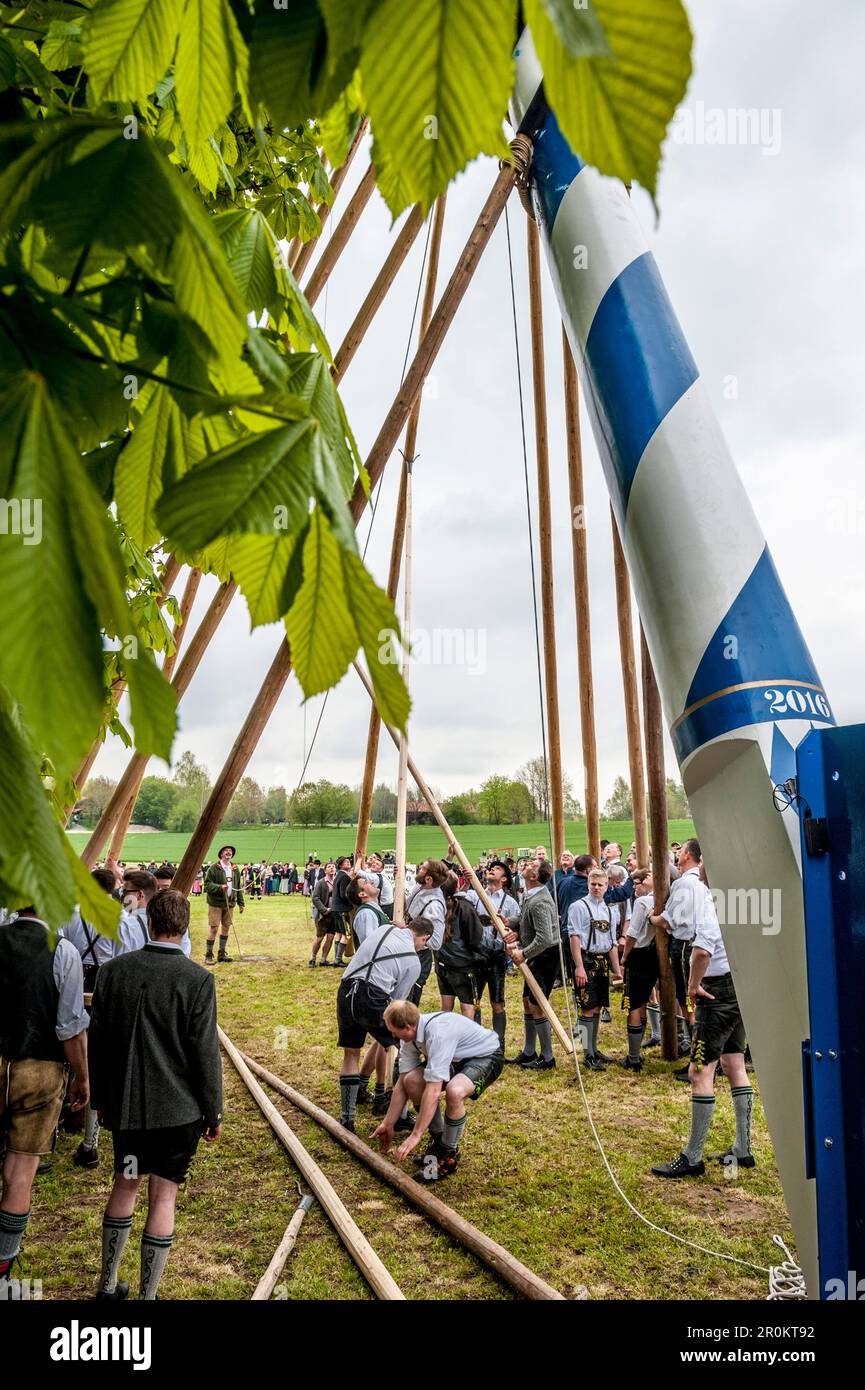 maypole, bavarian tradition, Bavaria, Germany, Europe Stock Photo - Alamy