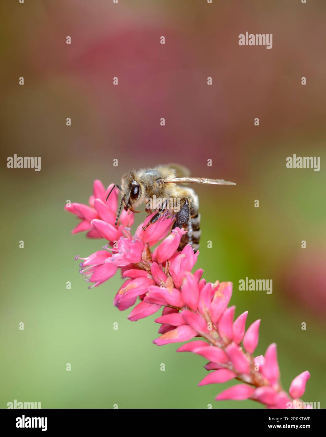 Bee - Apis mellifera - pollinates a blossom of the princess-feather or ...