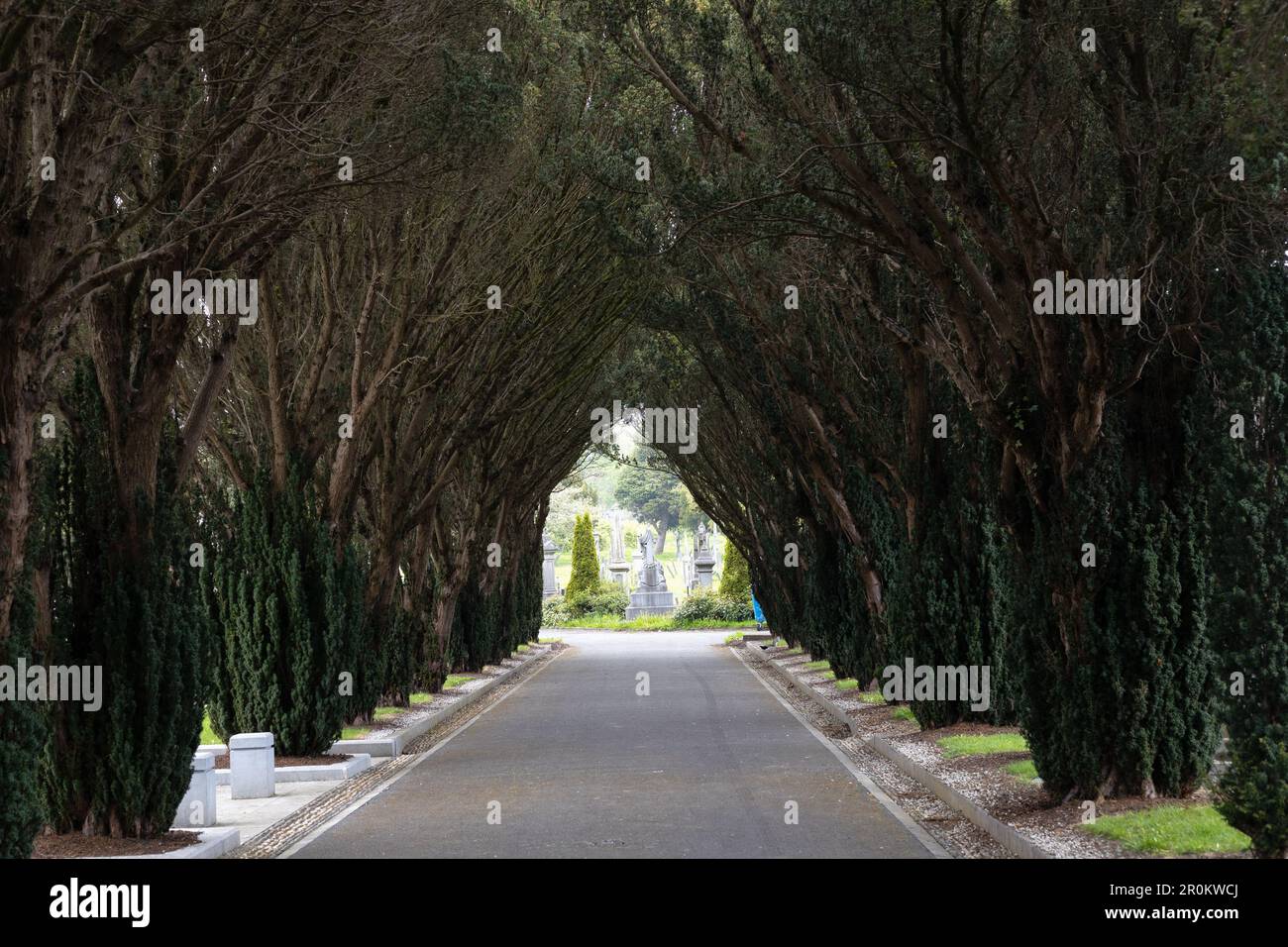 Trees growing together at the tops form a tunnel on a road at Glasnevin ...