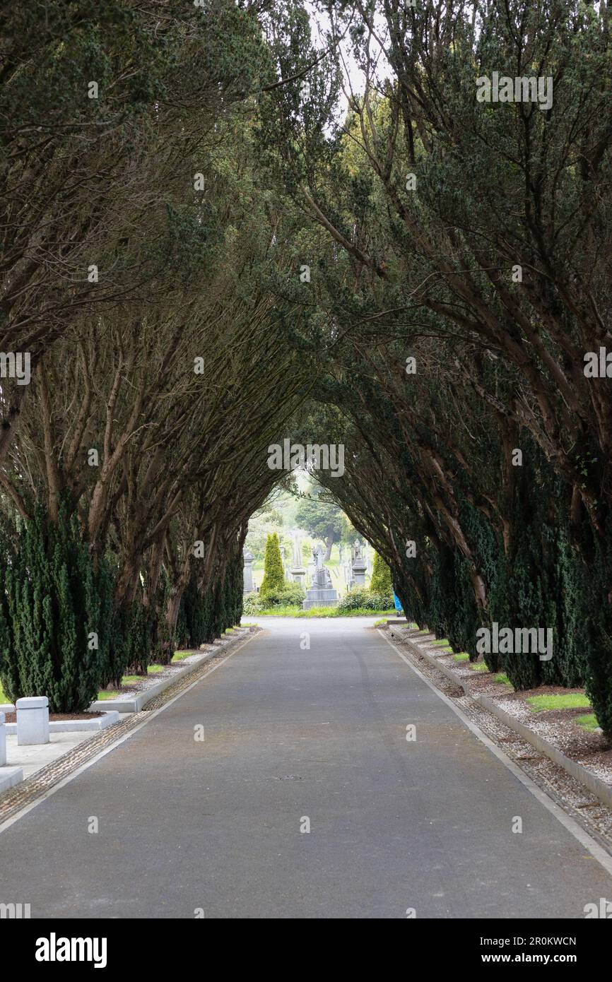 Trees growing together at the tops form a tunnel on a road at Glasnevin ...