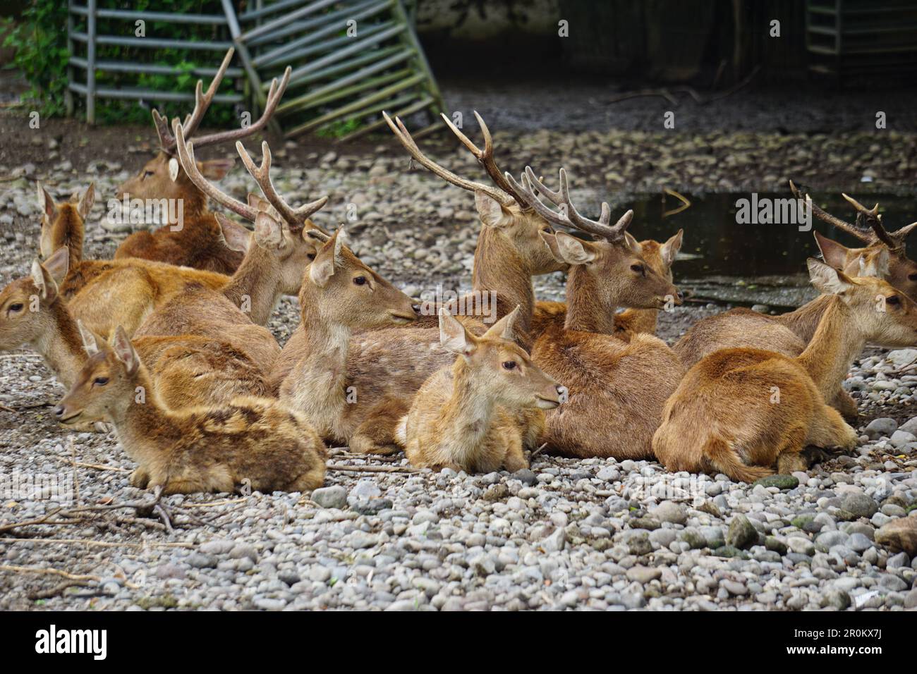 A group of deer in nature Stock Photo - Alamy