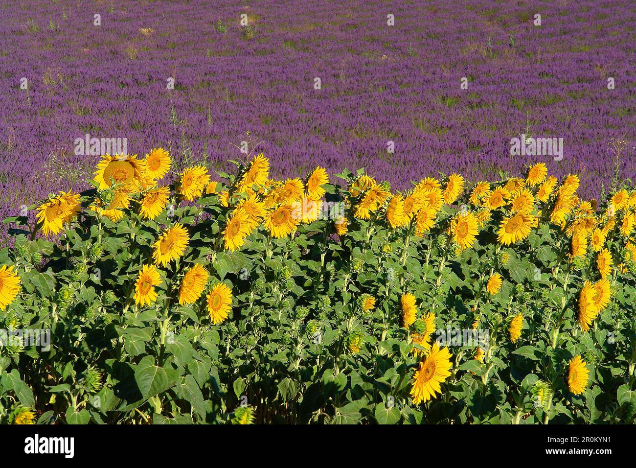 Sunflowers and lavender on the plateau of Valensole in Provence Stock ...