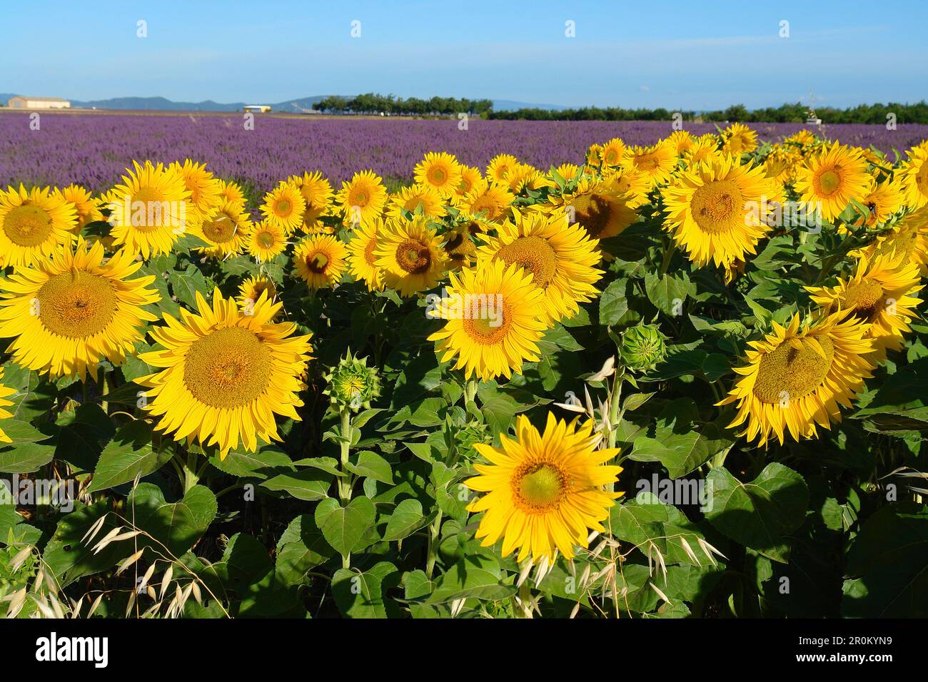 Sunflowers and lavender on the plateau of Valensole in Provence Stock ...