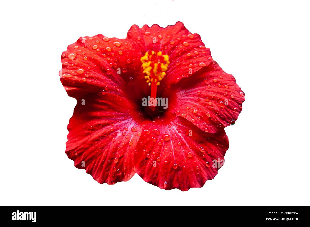 Red Hibiscus Flower White Background