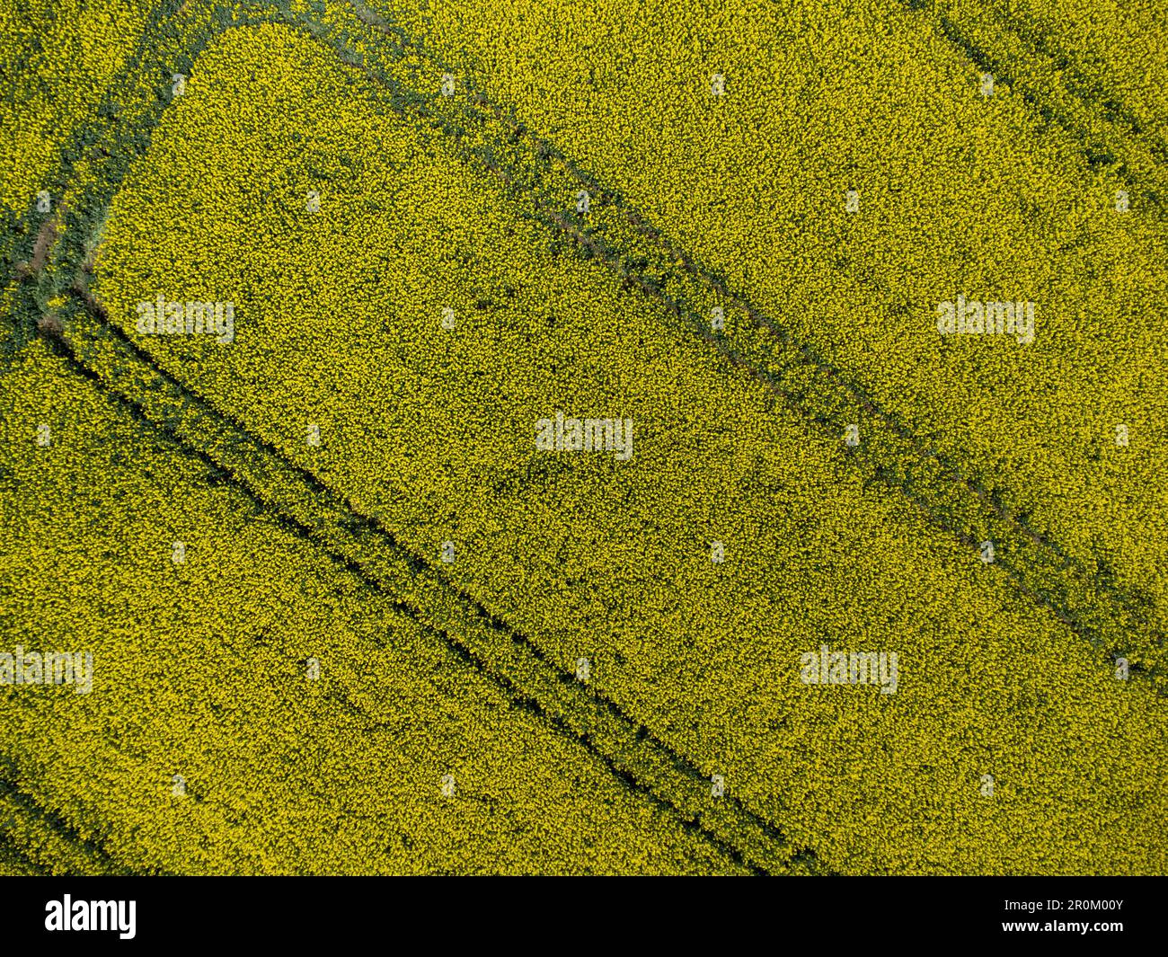 Aerial view of tractor tracks in a yellow rapeseed field for natural ...