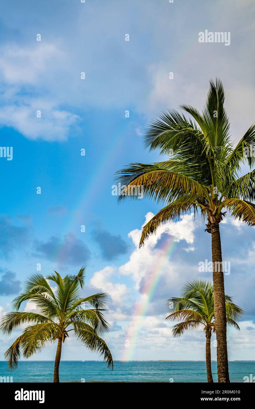 Rainbow tree puerto rico hi-res stock photography and images - Alamy