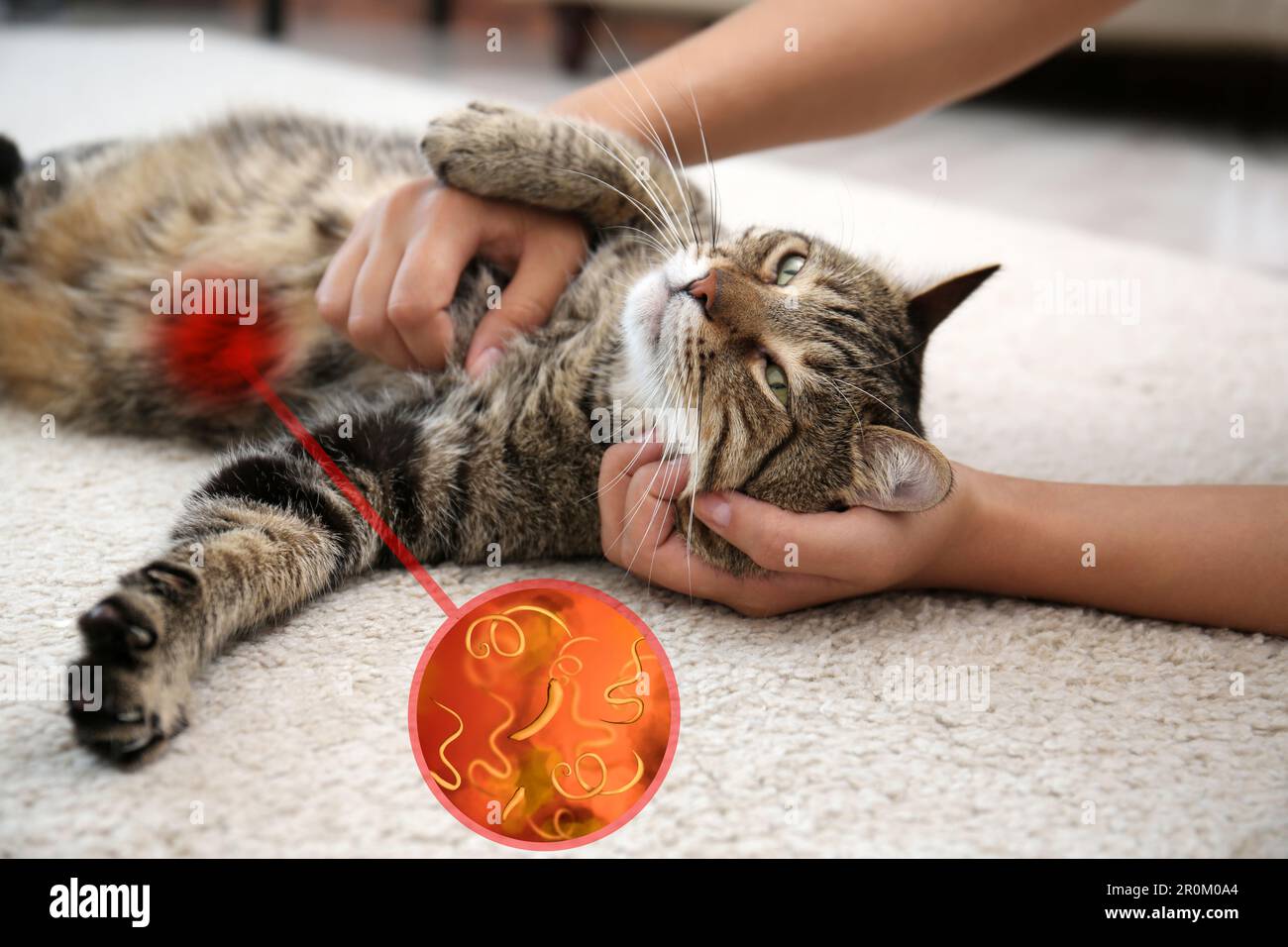 Cute cat and illustration of helminths under microscope on carpet at ...