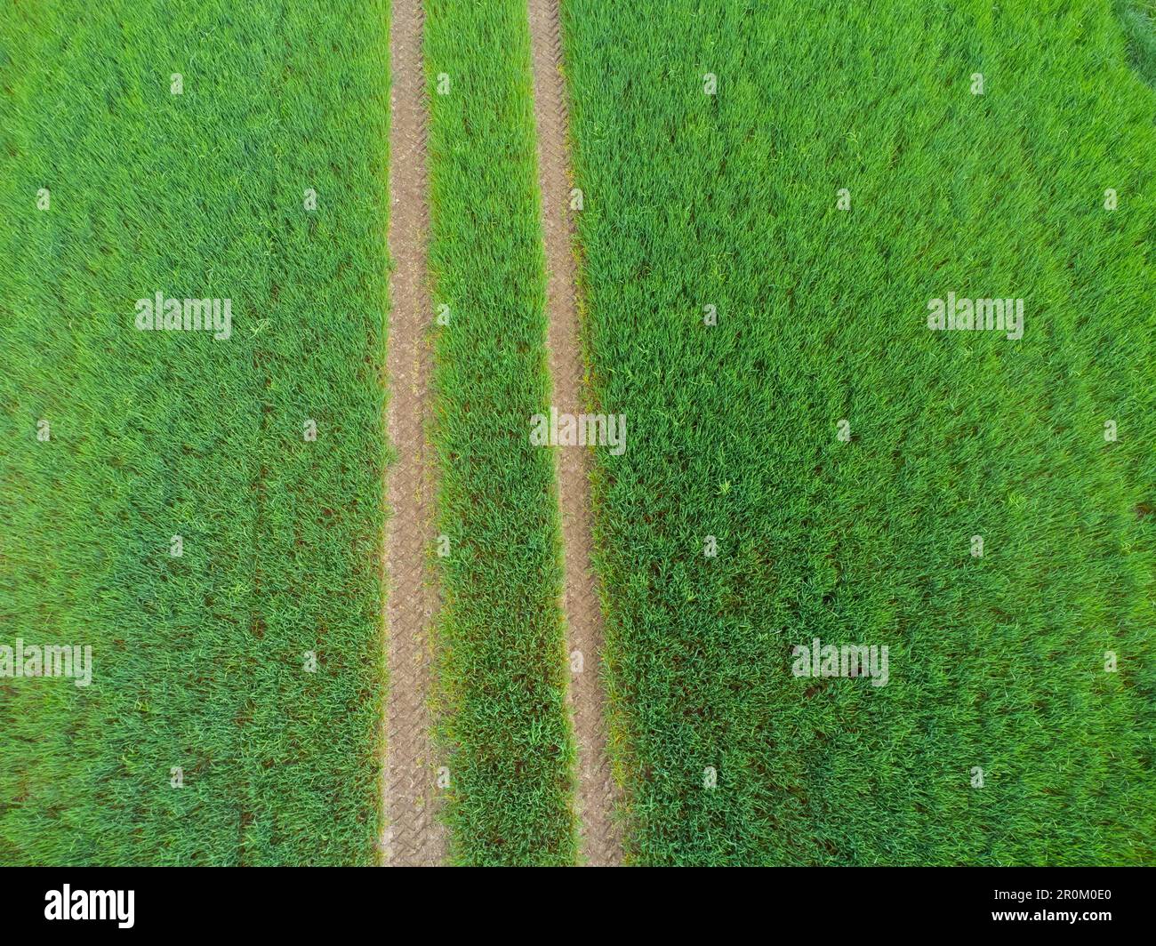 Aerial view of tractor tracks in a green wheat field for natural ...