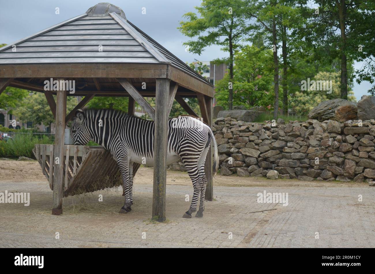 Beautiful African zebra eating in zoo enclosure Stock Photo - Alamy