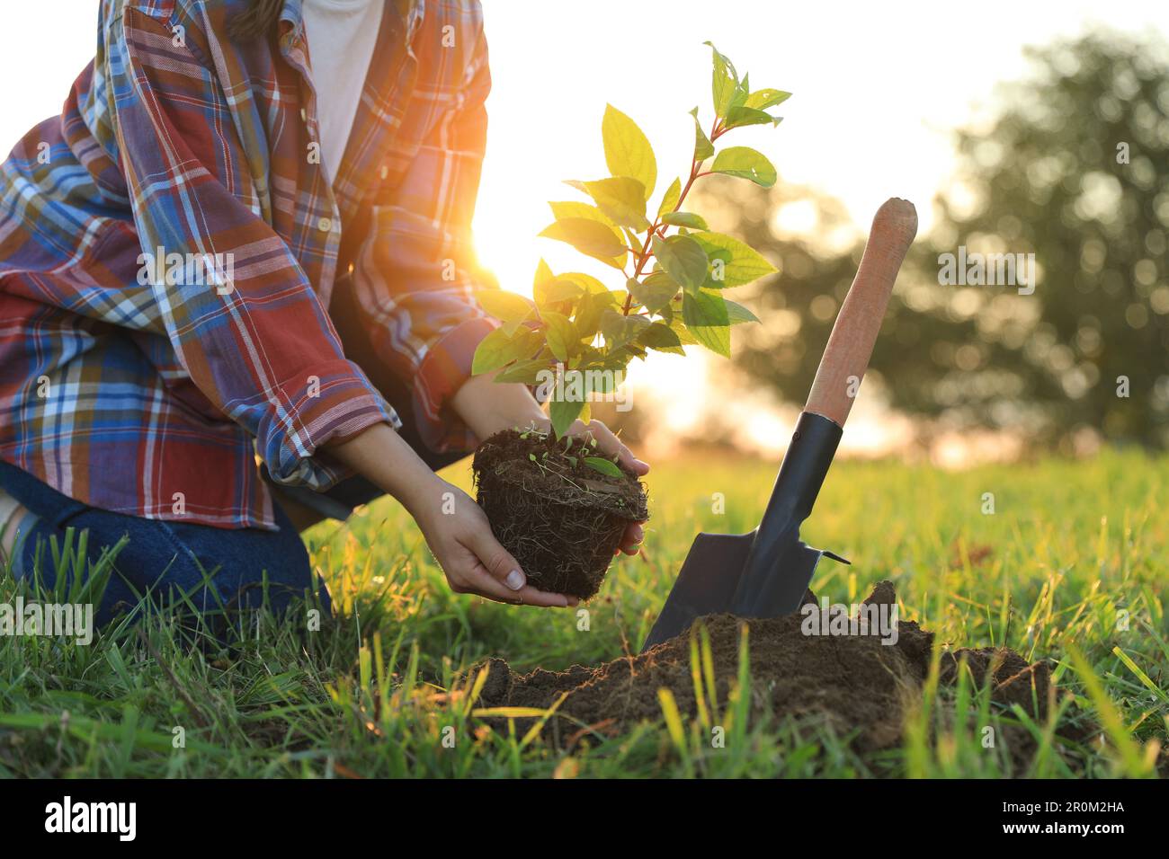 Woman planting tree in countryside, closeup view Stock Photo - Alamy