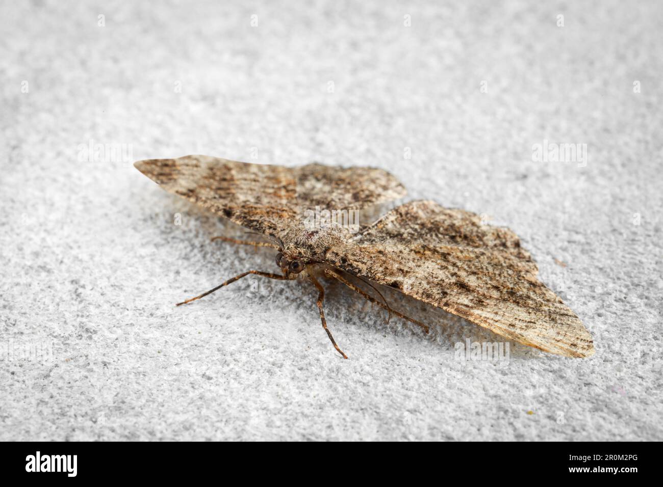 Mottled beauty alcis repandata hi-res stock photography and images - Alamy