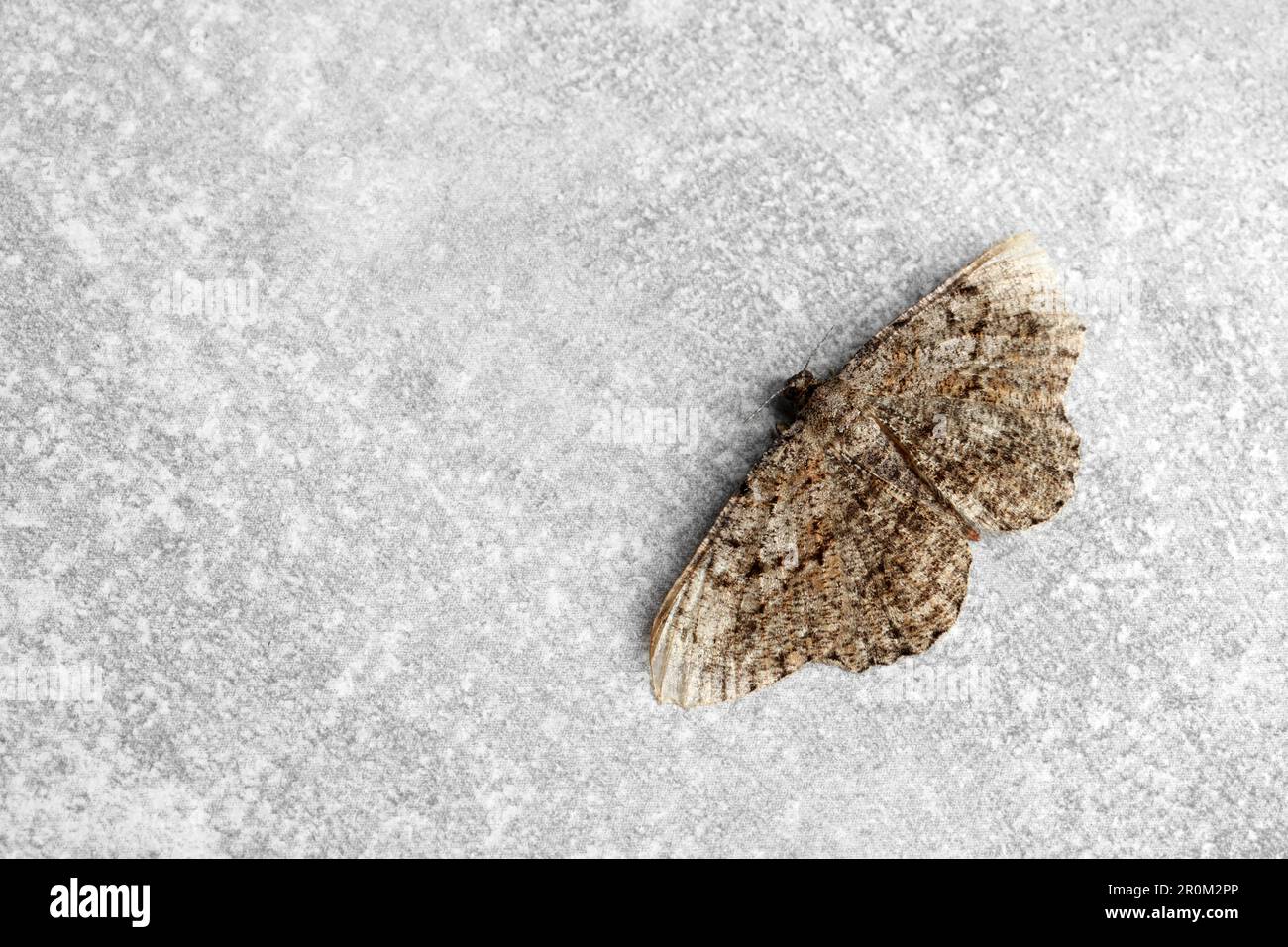 Single Alcis repandata moth on light grey background, top view. Space ...