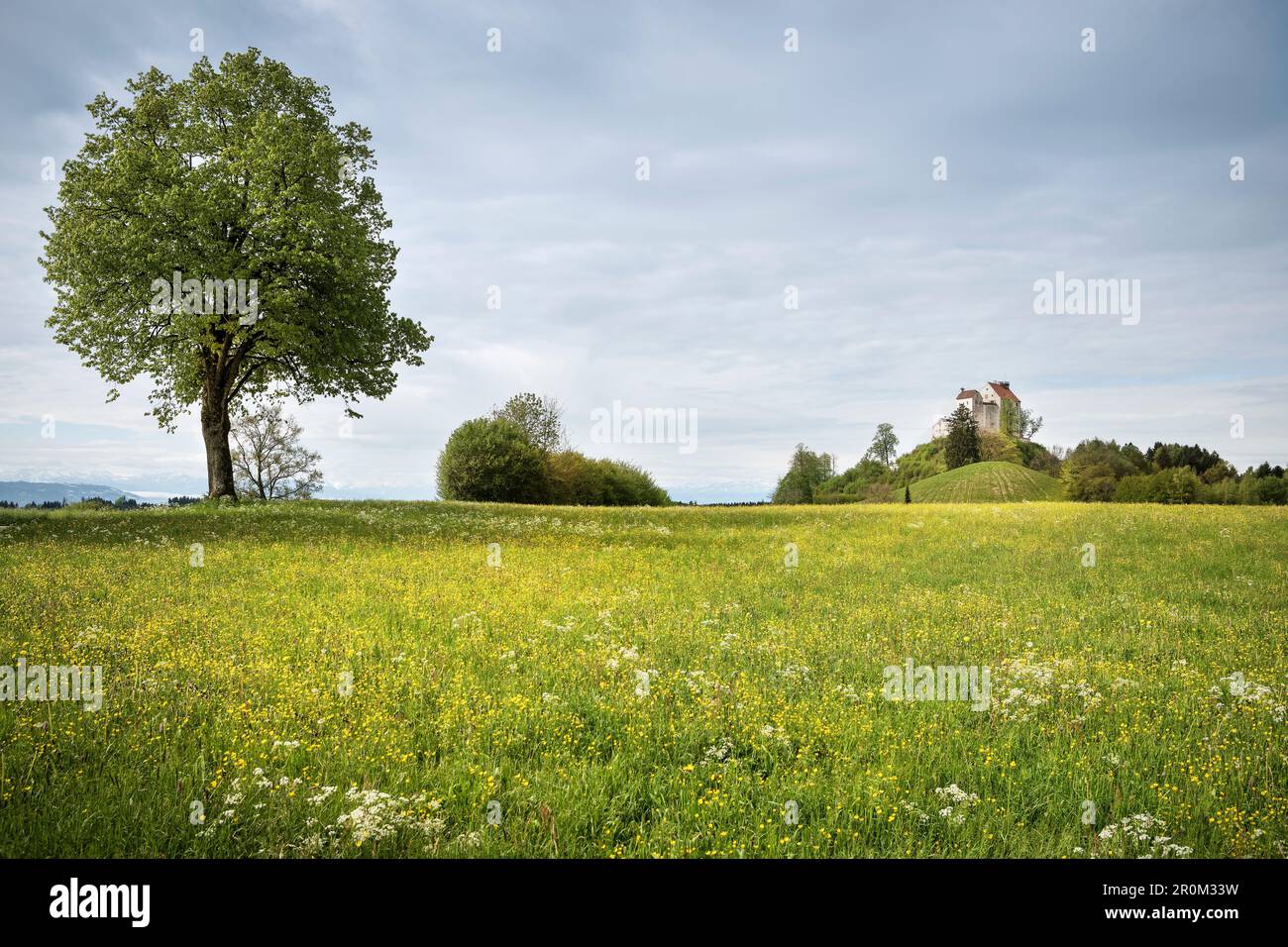 Spring meadow in front of Waldburg Castle with a view at the Alps ...