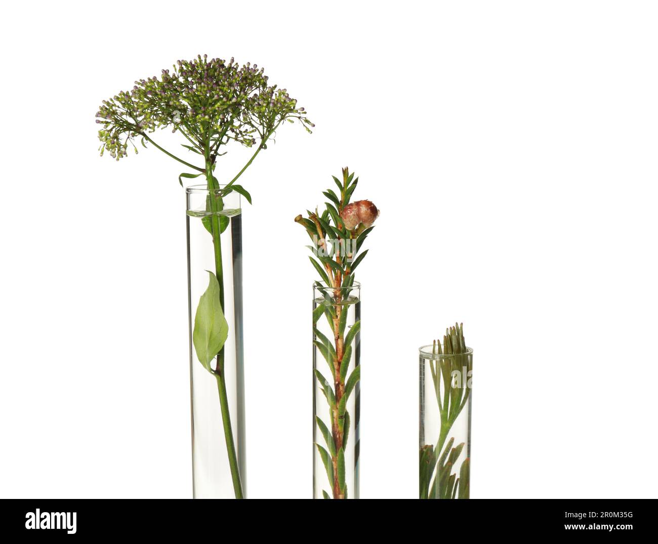 Different plants in test tubes on white background Stock Photo - Alamy