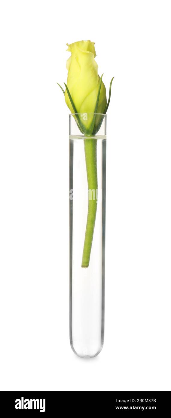 Rose flower in test tube on white background Stock Photo - Alamy