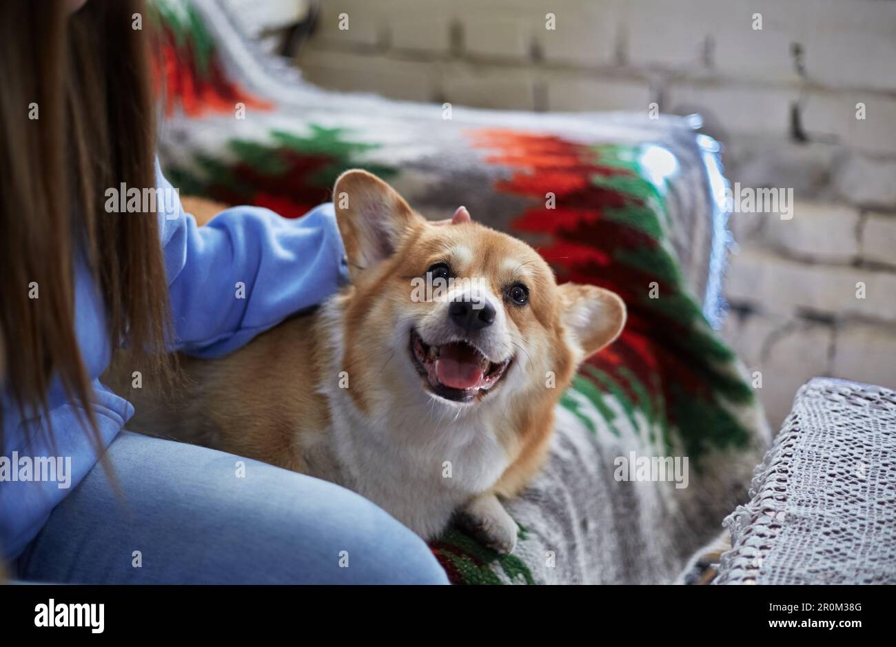 Cute corgi lying on the couch in a cafe. Pet owner giving a stroke to ...