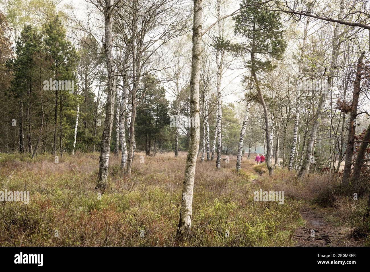 Wildlife sanctuary Wurzach Marsh, moor area, Bad Wurzach, rural ...